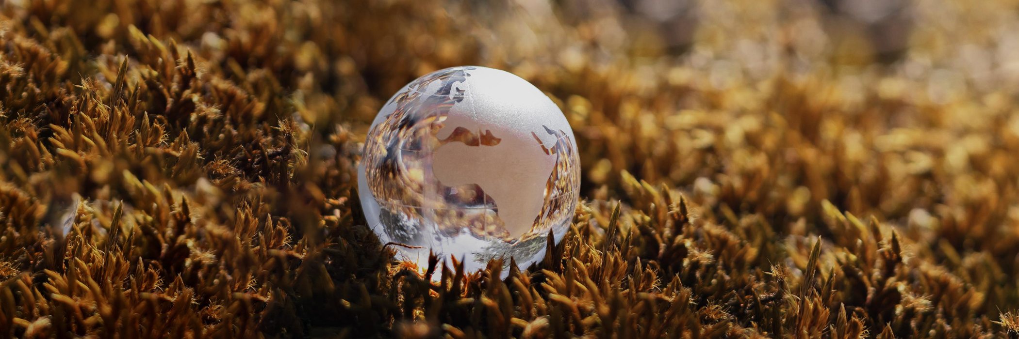 Maximize Transparency with EcoActive's ESG Disclosure Solutions